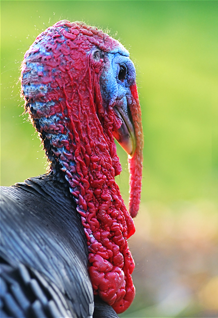 Faune domestique et sauvage/Dindon
