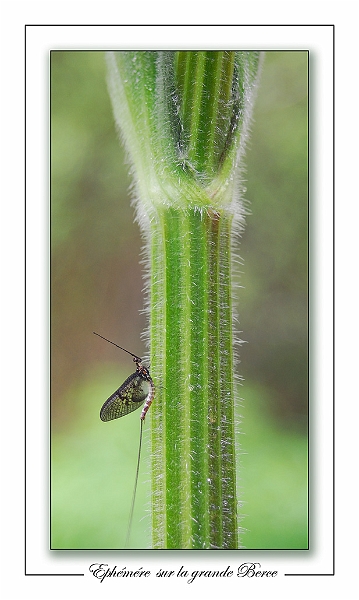 Insectes/ephemere_01