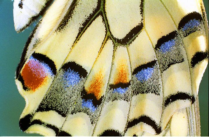 faune_eclosion/papillon8
